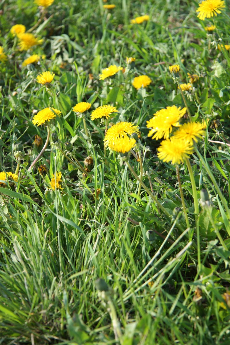 Rustic Knots with Dandelion or Nettle – tableofcolors